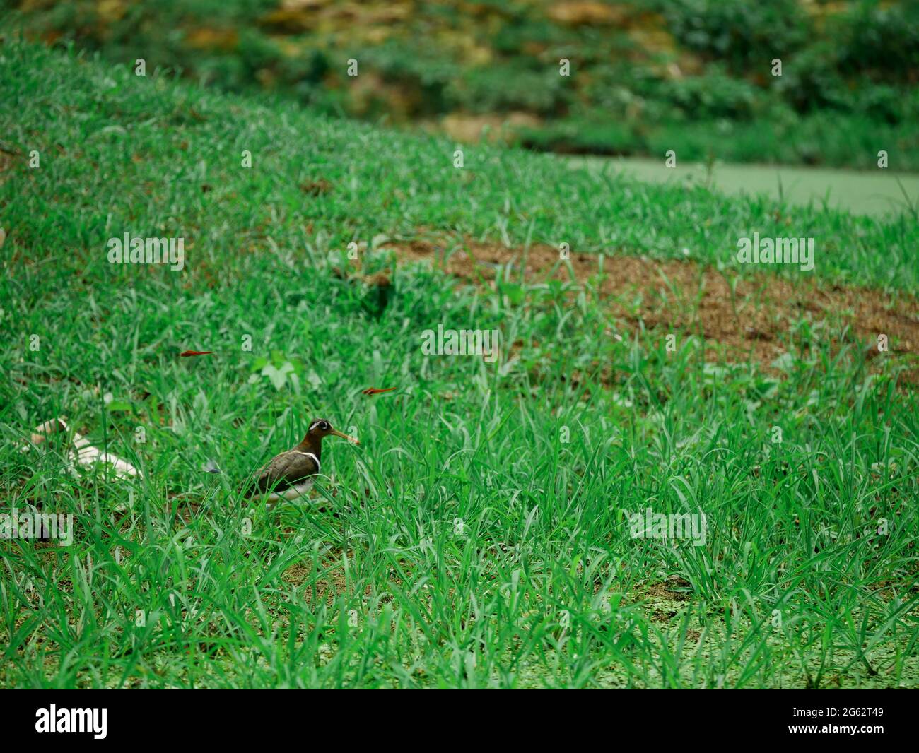 Myna bird walking at natural green field around lake side Stock Photo ...