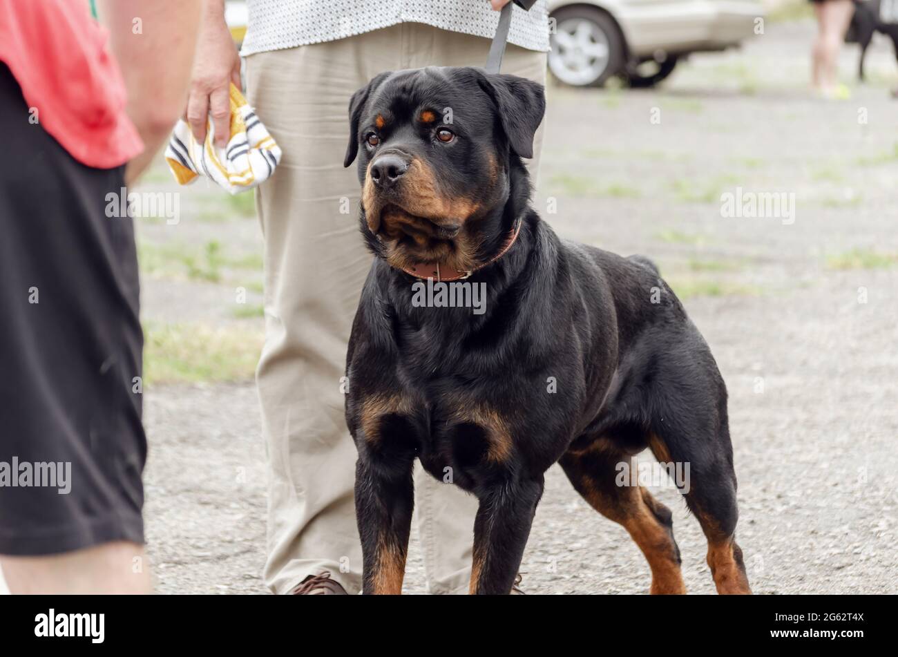 Most Muscular Rottweiler