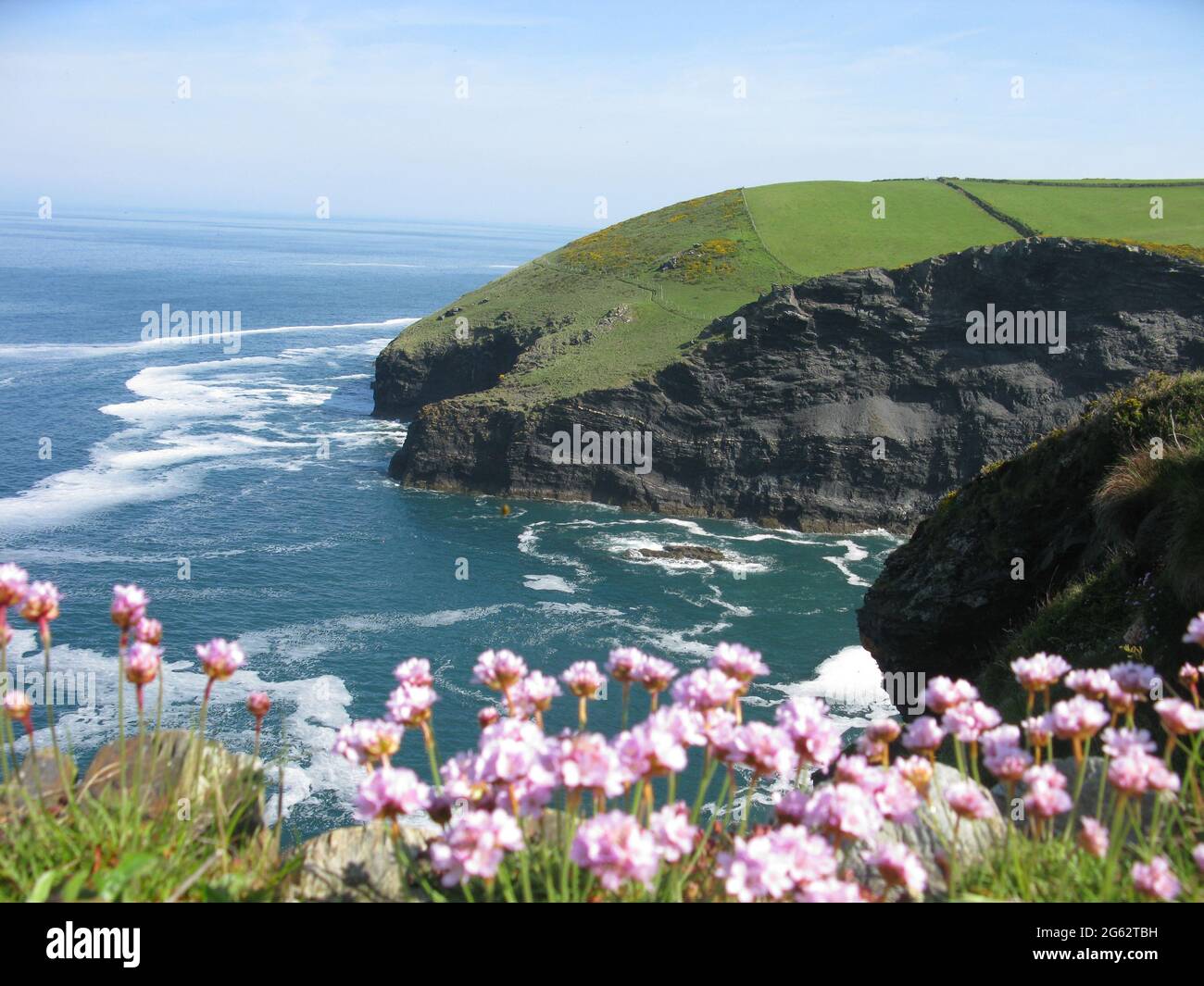 Wild flowers. Boscastle. South west coast path. North Cornwall. West ...