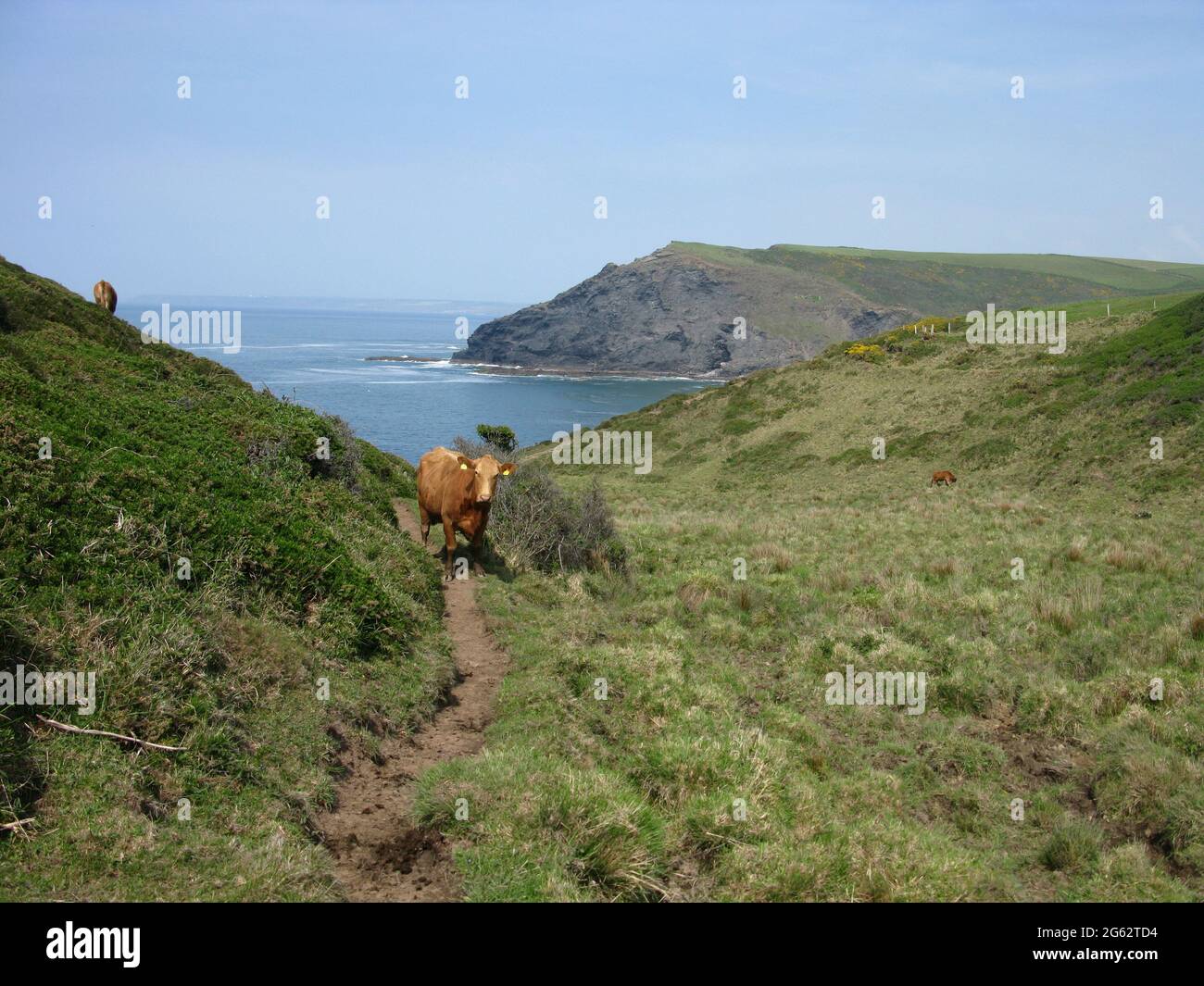 Cow on the hiking trail. South west coast path. North Cornwall. West ...
