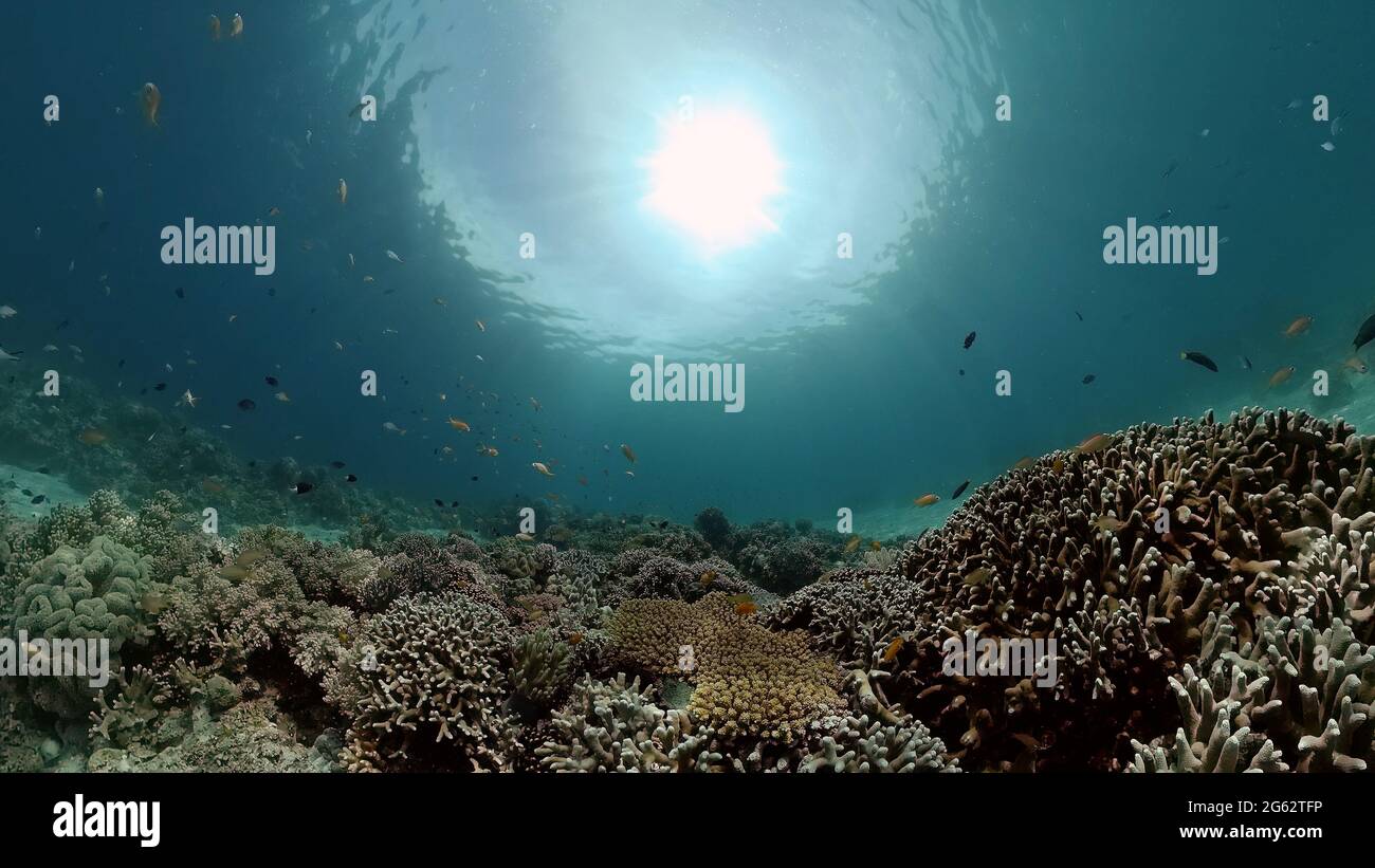 Blue Sea Water and Tropical Fish. Tropical underwater sea fish ...