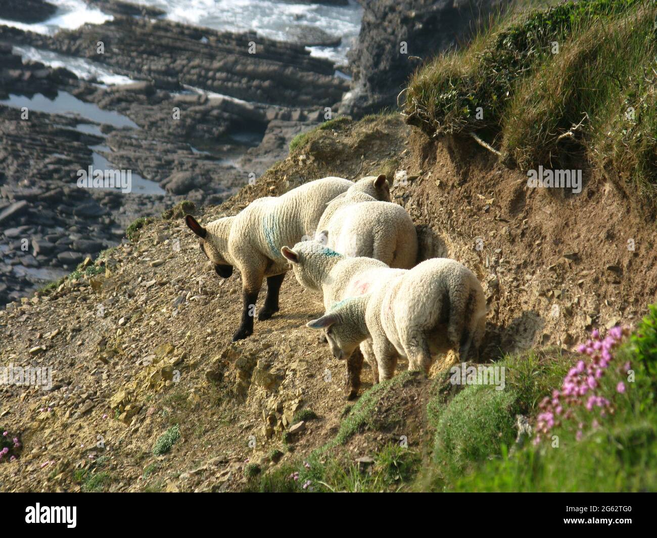 Sheep rock climbing. South west coast path. North Cornwall. West ...