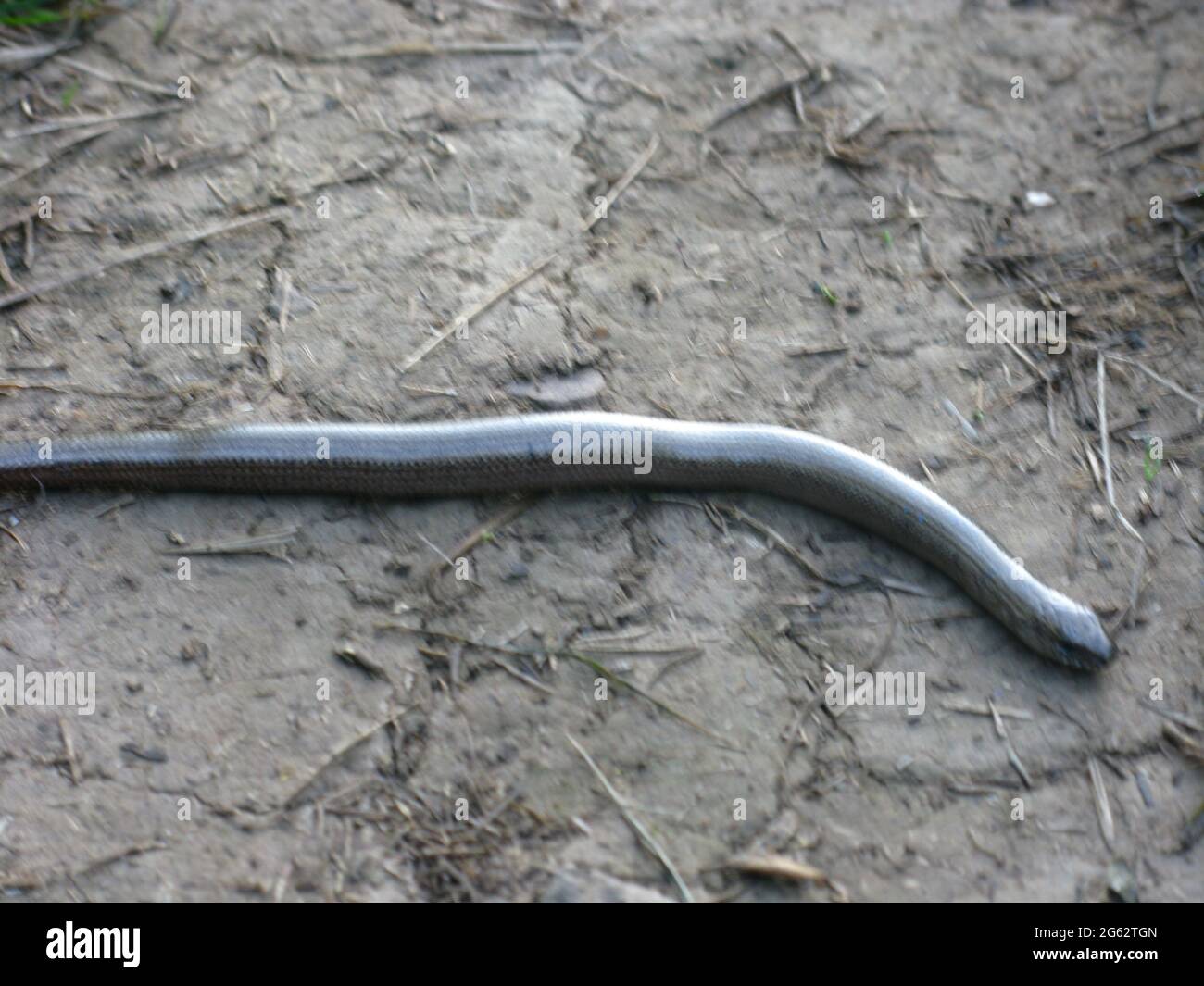 Slow worm a legless lizard that looks like a snake. South west coast ...