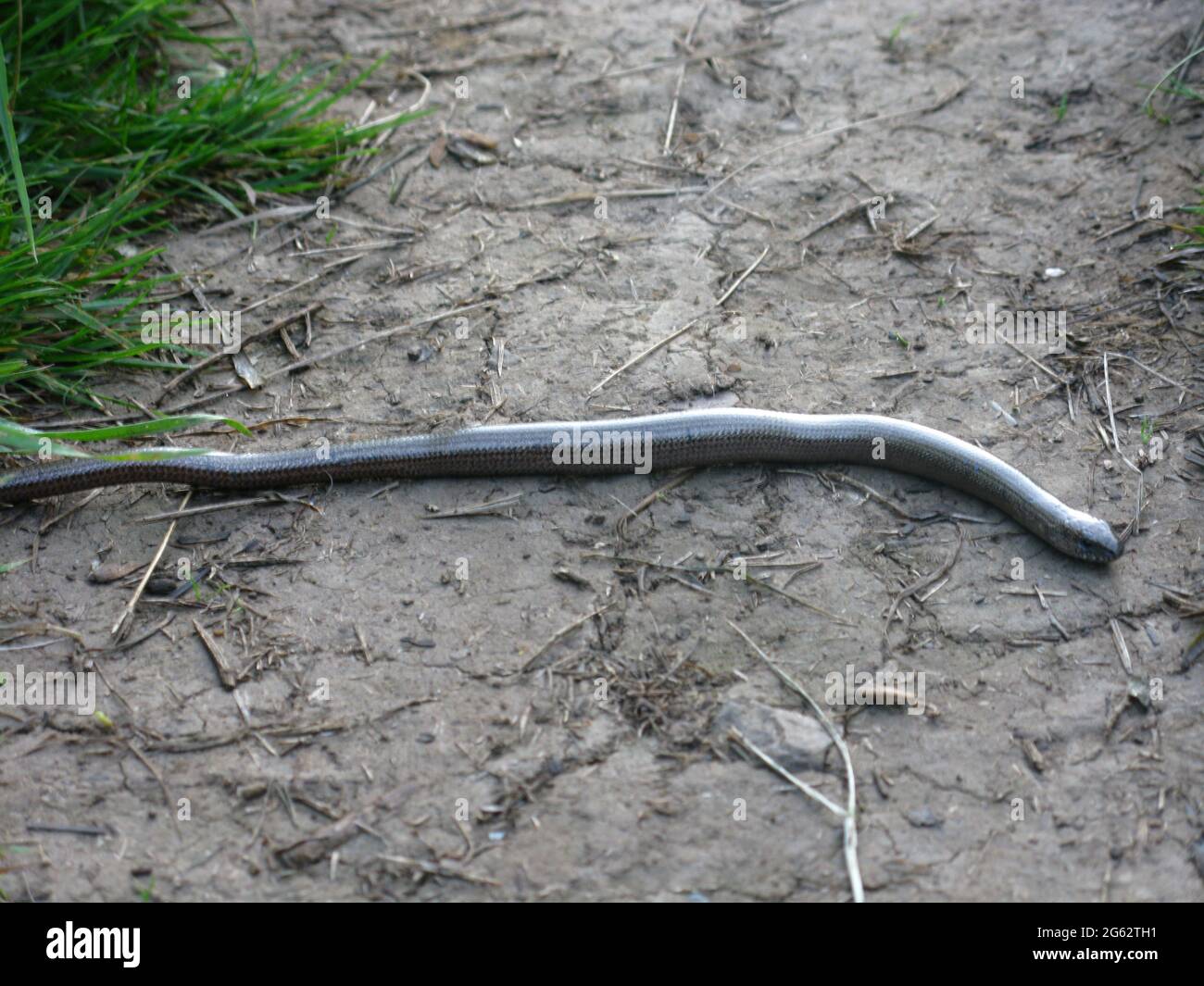 Slow worm a legless lizard that looks like a snake. South west coast ...