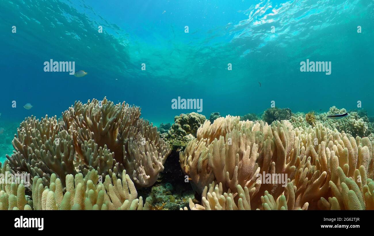 Coral reef underwater with fishes and marine life. Coral reef and ...