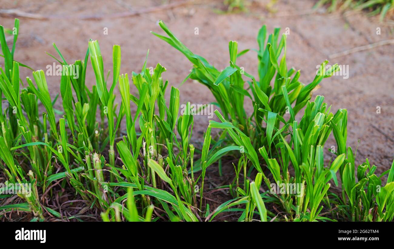 Ragi hi-res stock photography and images - Alamy