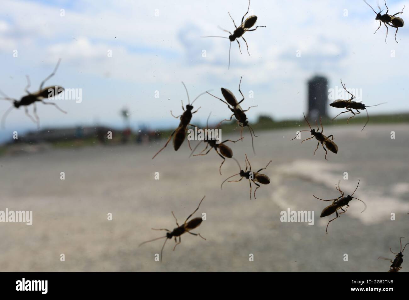 Harmless insects hi-res stock photography and images - Alamy