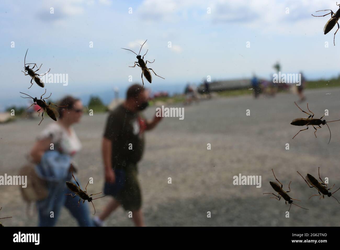 Harmless insects hi-res stock photography and images - Alamy