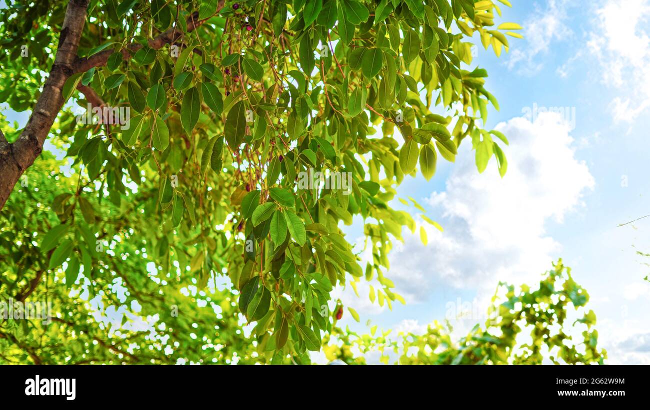 Jamun tree hi-res stock photography and images - Alamy