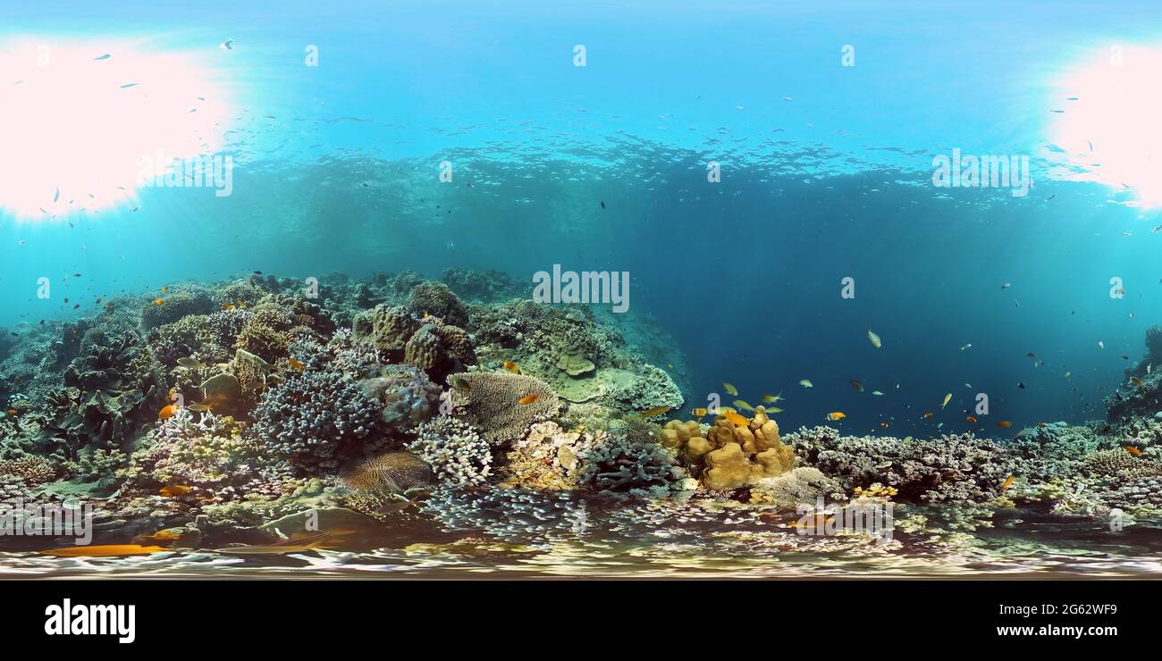 Tropical colourful underwater seascape. Tropical fishes and coral reef ...