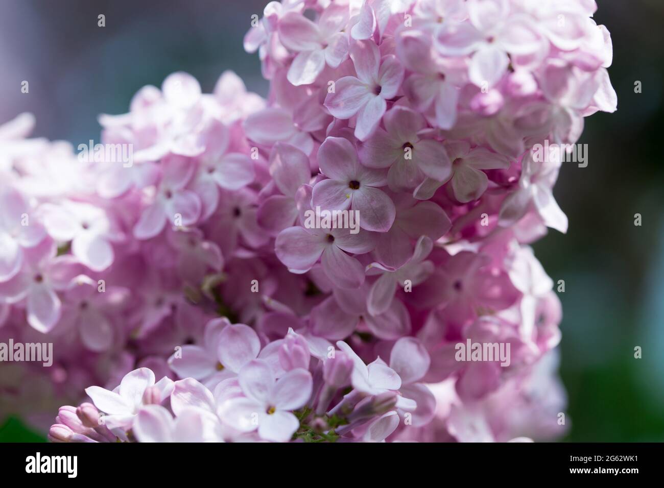 persian lilac flowers. Beautiful spring background of flowering lilac ...