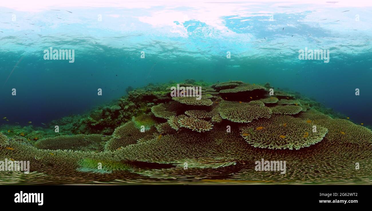 Coral Reef and Fishes Underwater. Underwater fish reef marine. Tropical ...