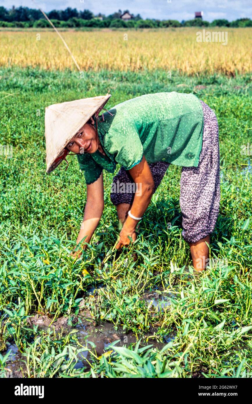 Rice Farmer Vietnam
