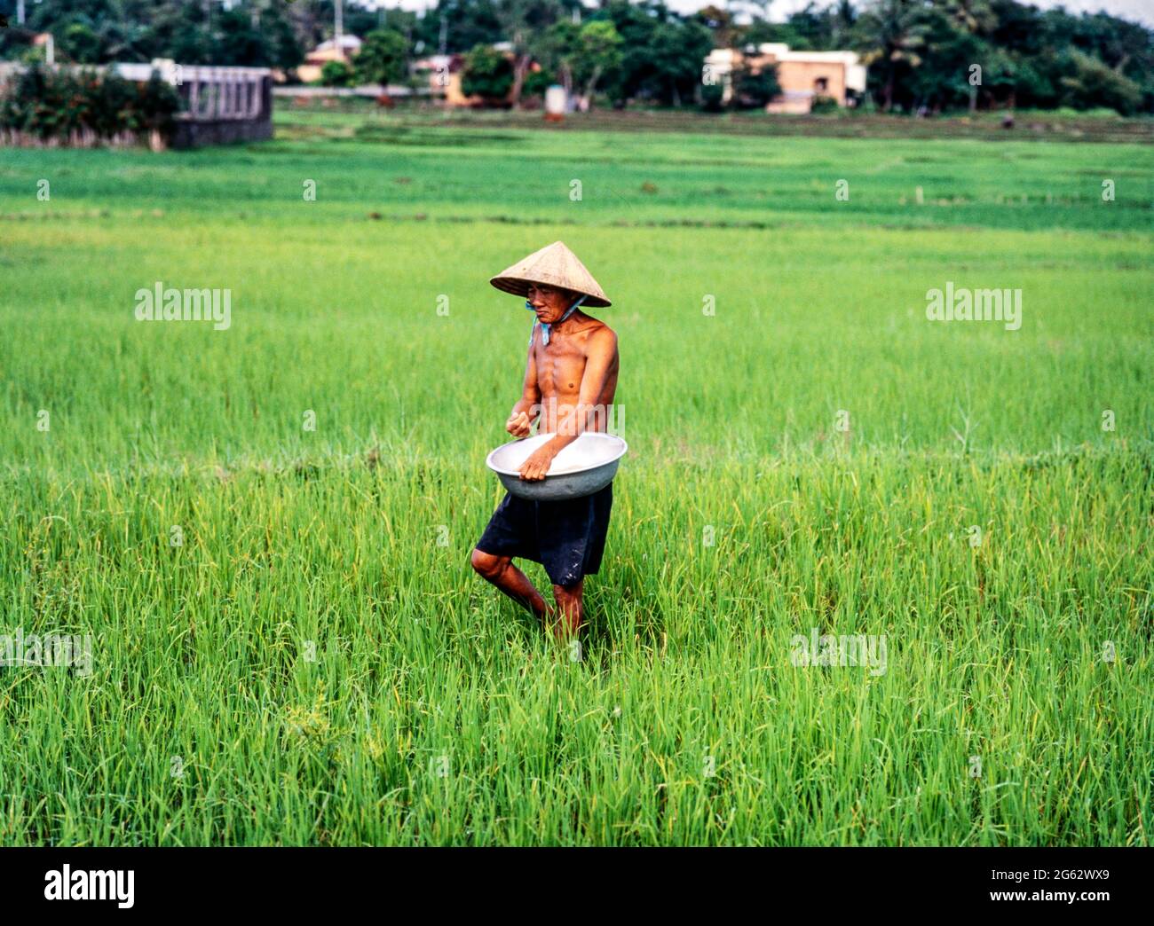Farmer working in rice fields hi-res stock photography and images - Alamy