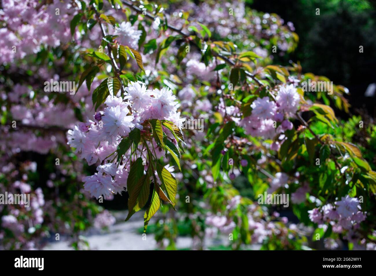 Blossoming pink sakura tree background. Pink flowers on tree branch ...
