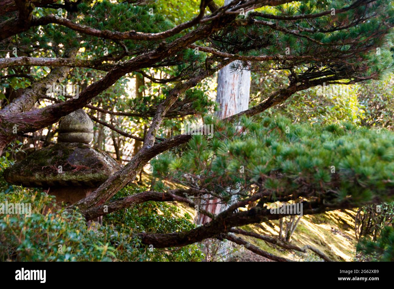 Untrained Japanese Black Pine tree and Japanese stone lantern elements ...