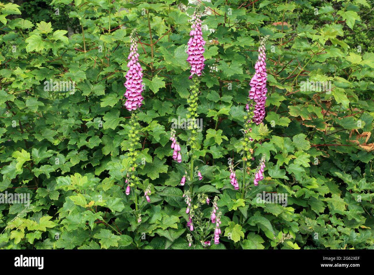 Redmond wood hi-res stock photography and images - Alamy