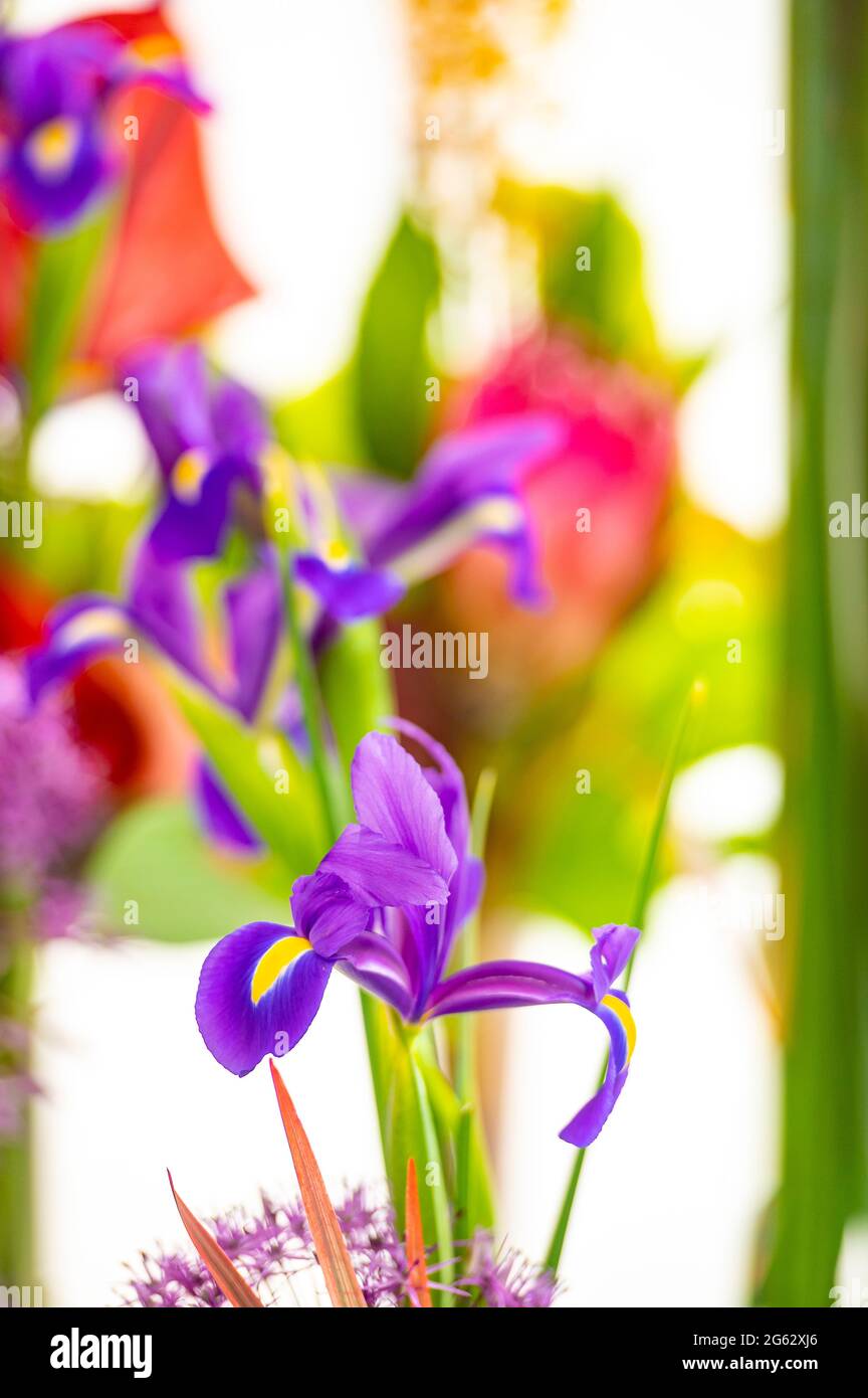 Arranging lilies hi-res stock photography and images - Alamy
