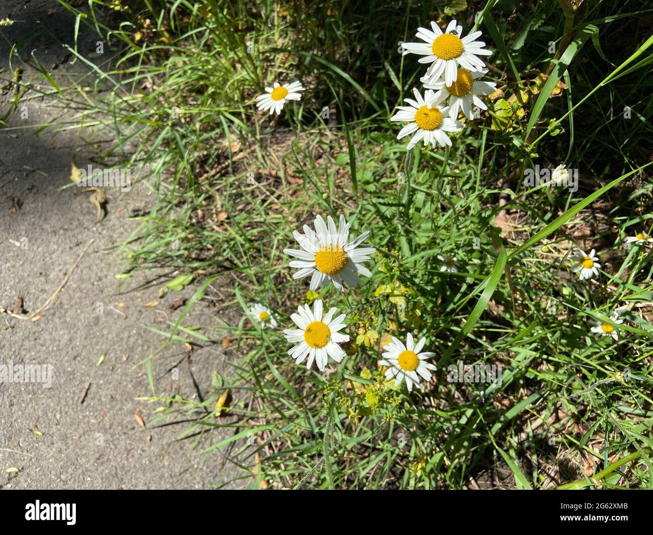 wild rabbit rabbits in undergrowth of woodland stock Stock Photo - Alamy