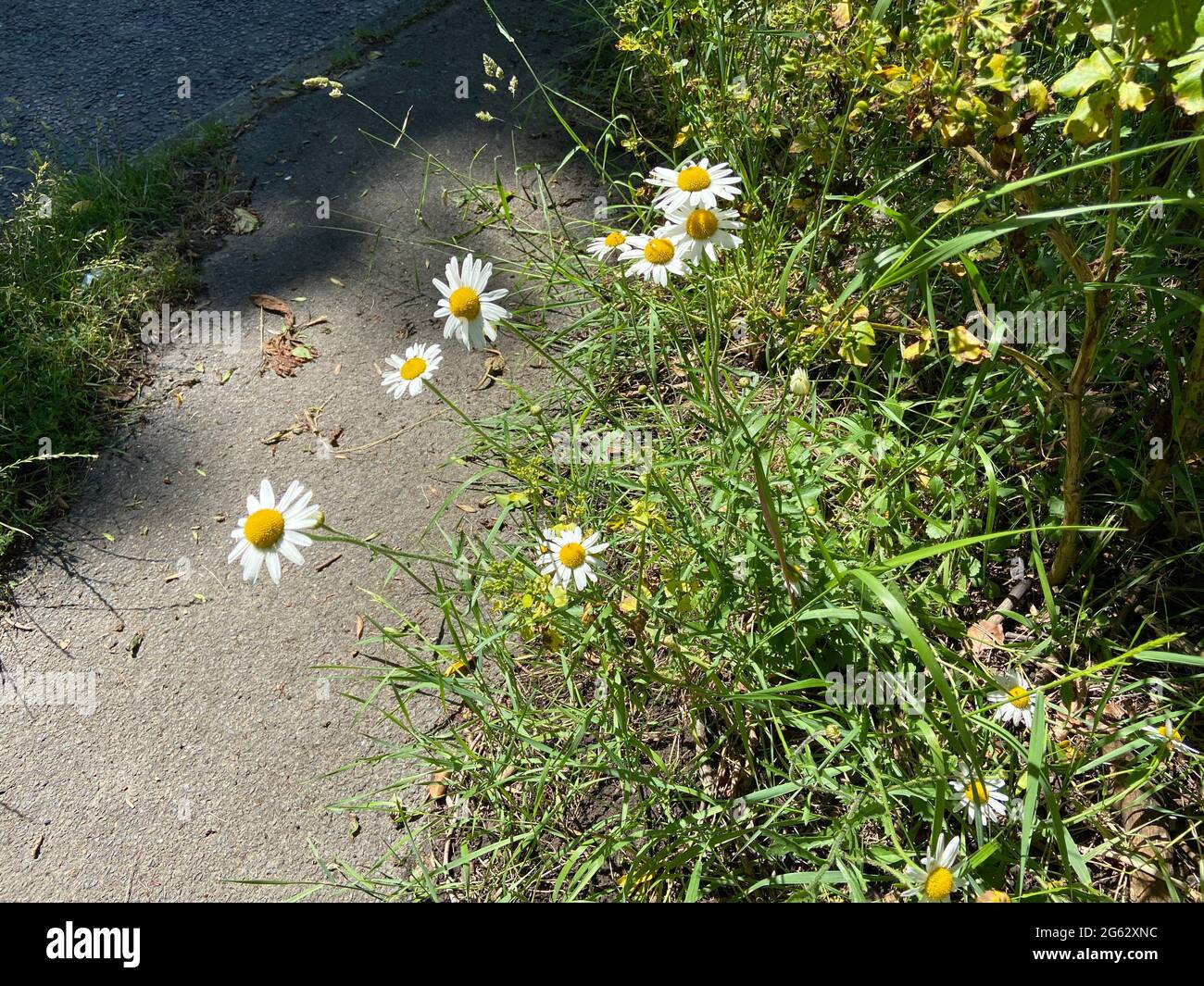 wild rabbit rabbits in undergrowth of woodland stock Stock Photo - Alamy