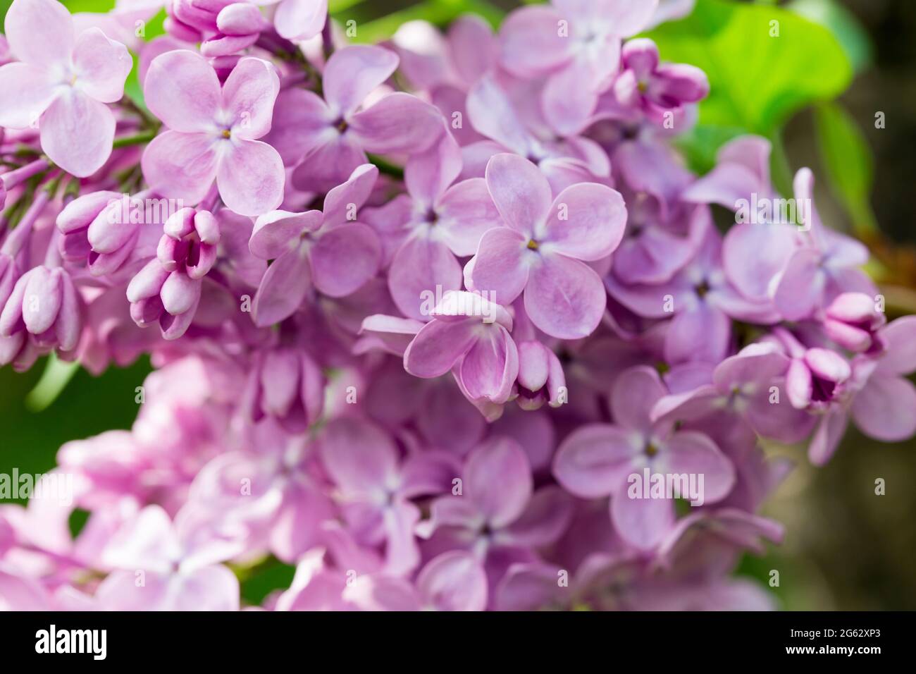 persian lilac flowers. Beautiful spring background of flowering lilac ...