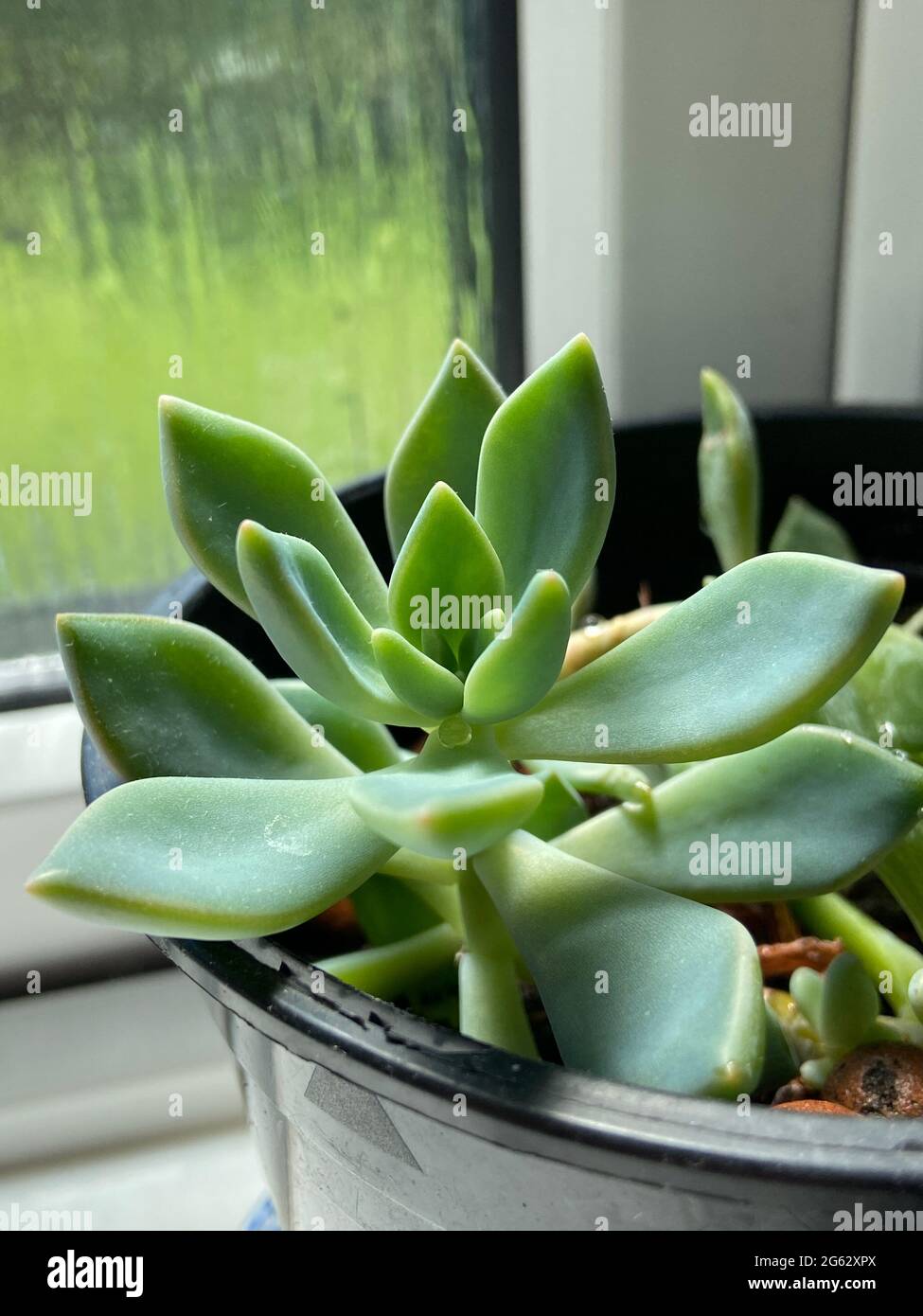 succulent type plant Echeveria agavoides background pointed fleshy ...