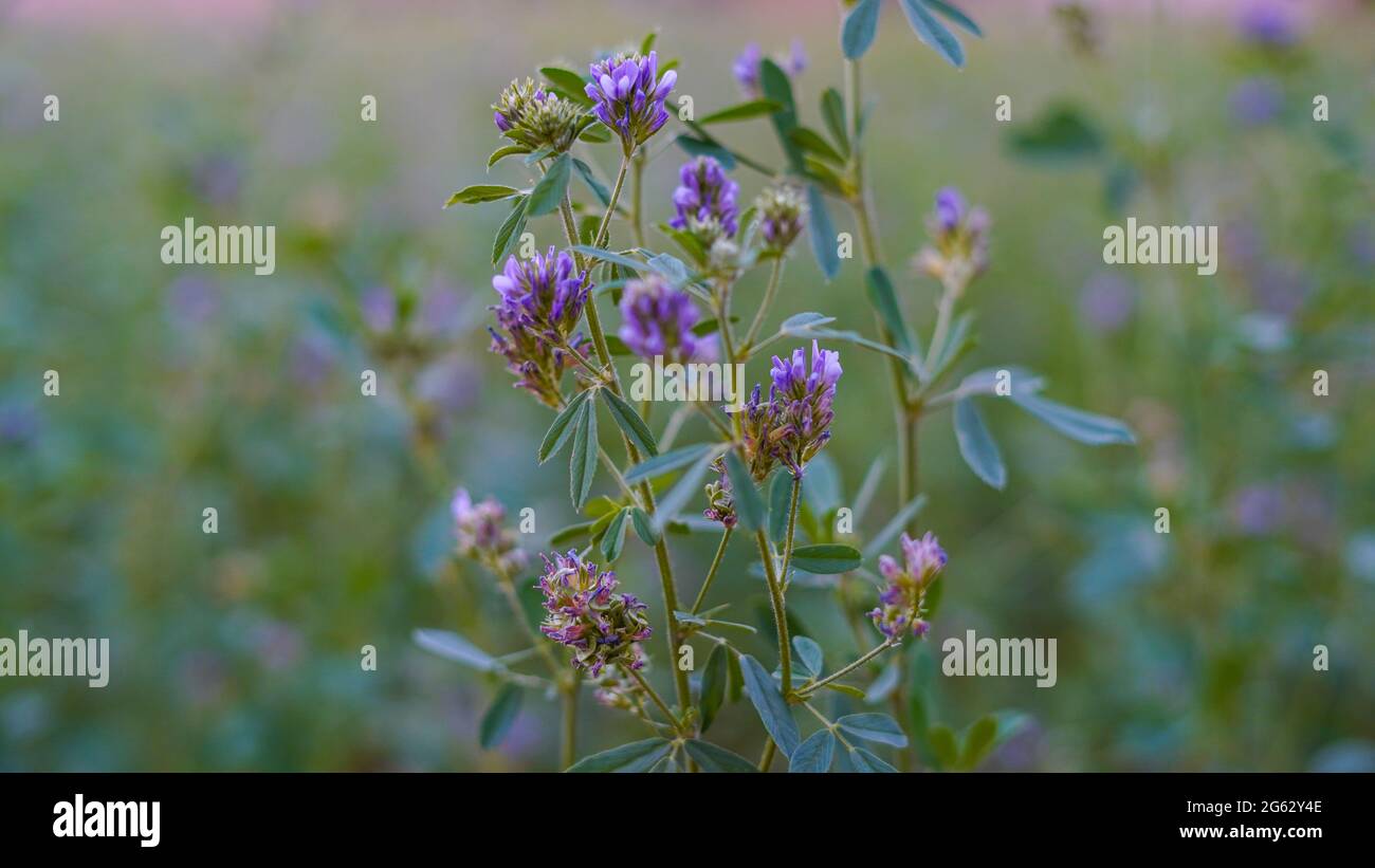 Alfalfa plant stem hi-res stock photography and images - Alamy