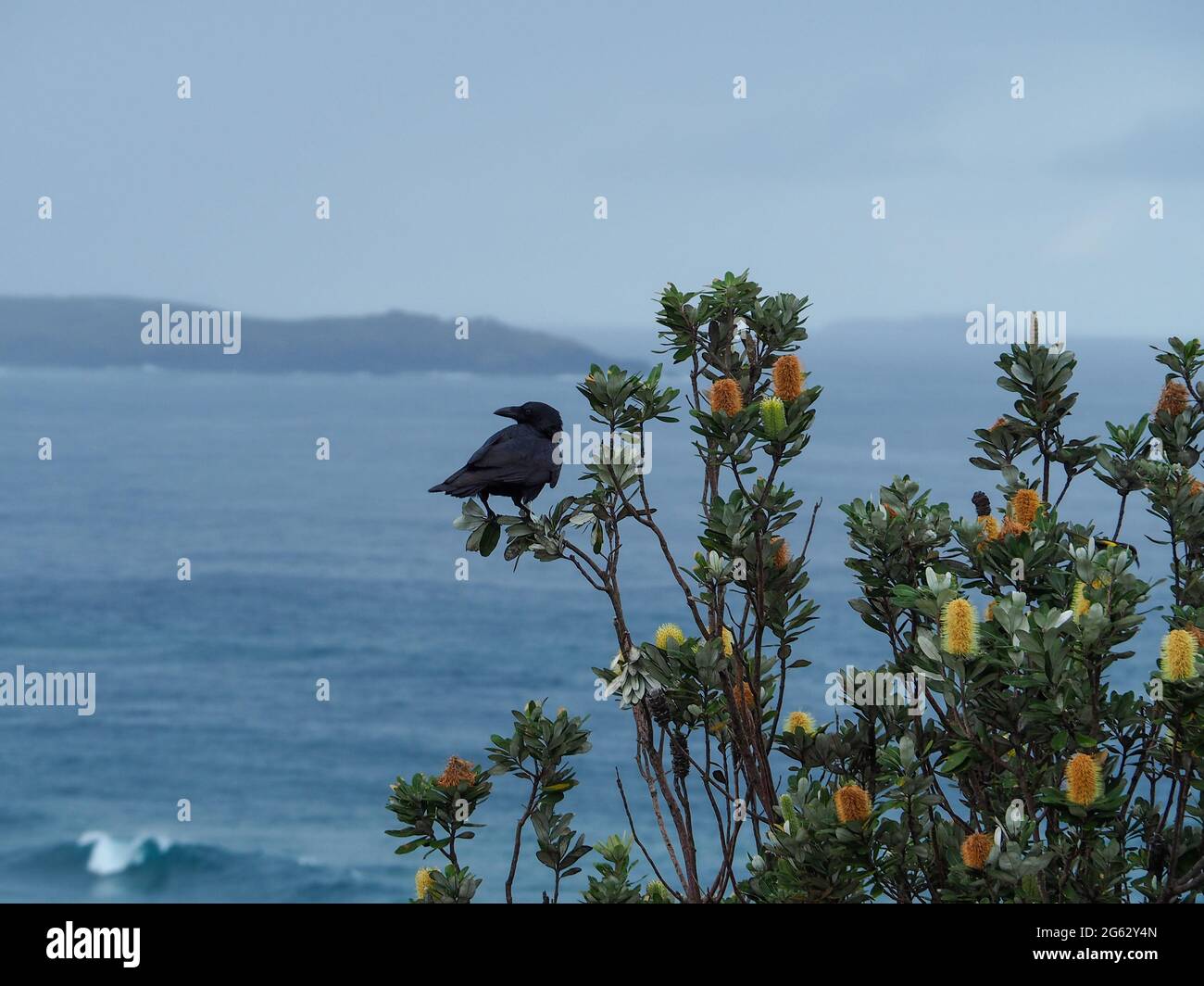 Raven with beach view hi-res stock photography and images - Alamy