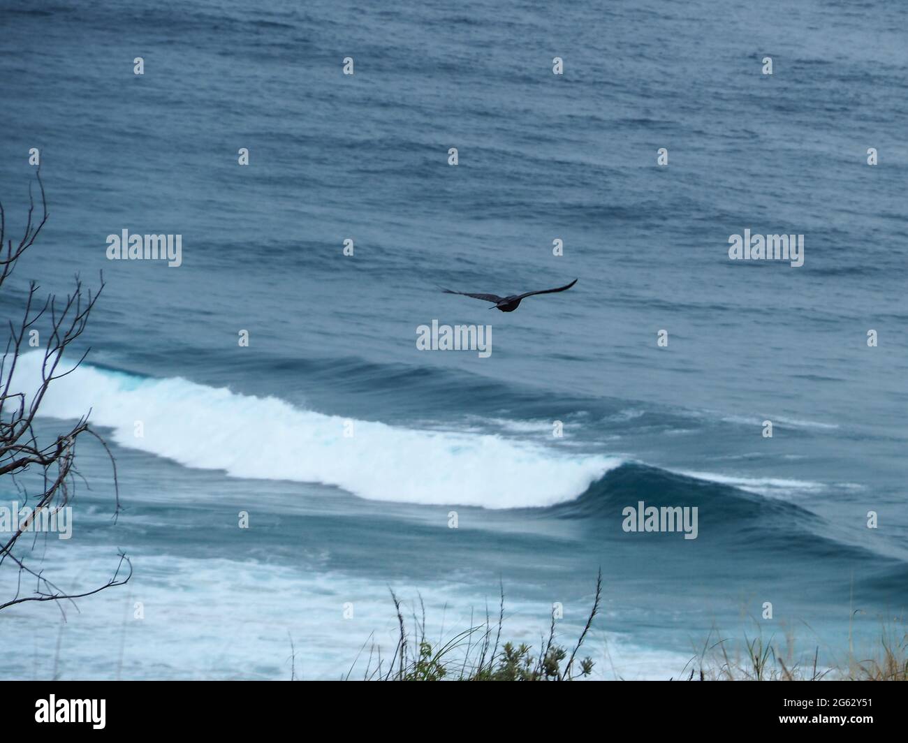 Birds, An Australian Raven or crow flying over the sea as waves ...
