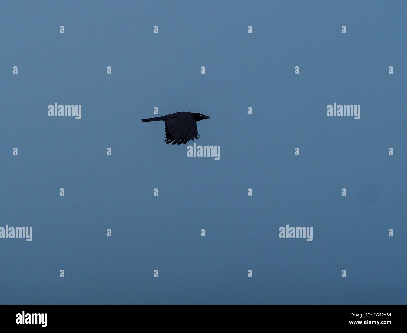 Australian birds, a black feathered Raven or crow, flying, wings down ...