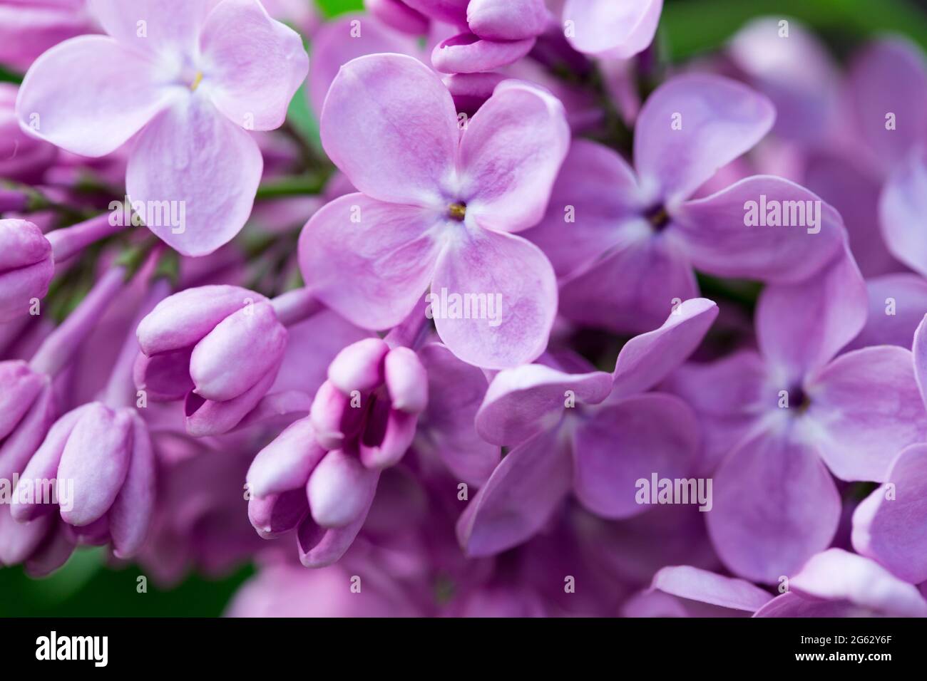 persian lilac flowers. Beautiful spring background of flowering lilac ...