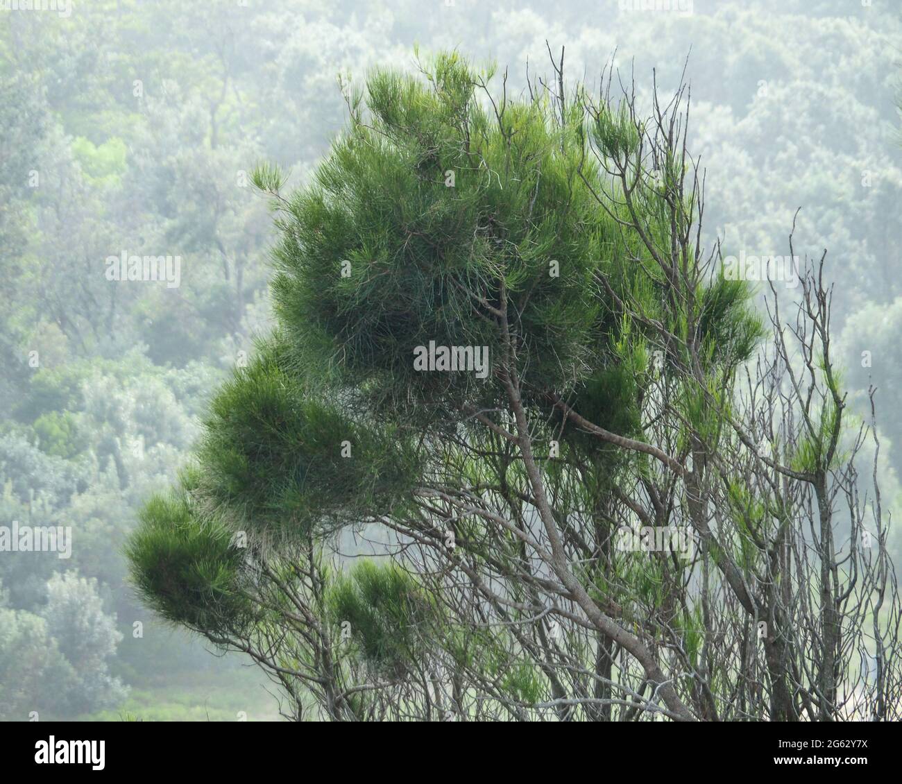 Misty bushland hi-res stock photography and images - Alamy