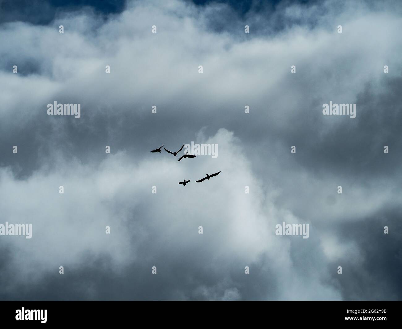 Birds, a flock of Australian Ravens, a murder of crows, flying ...