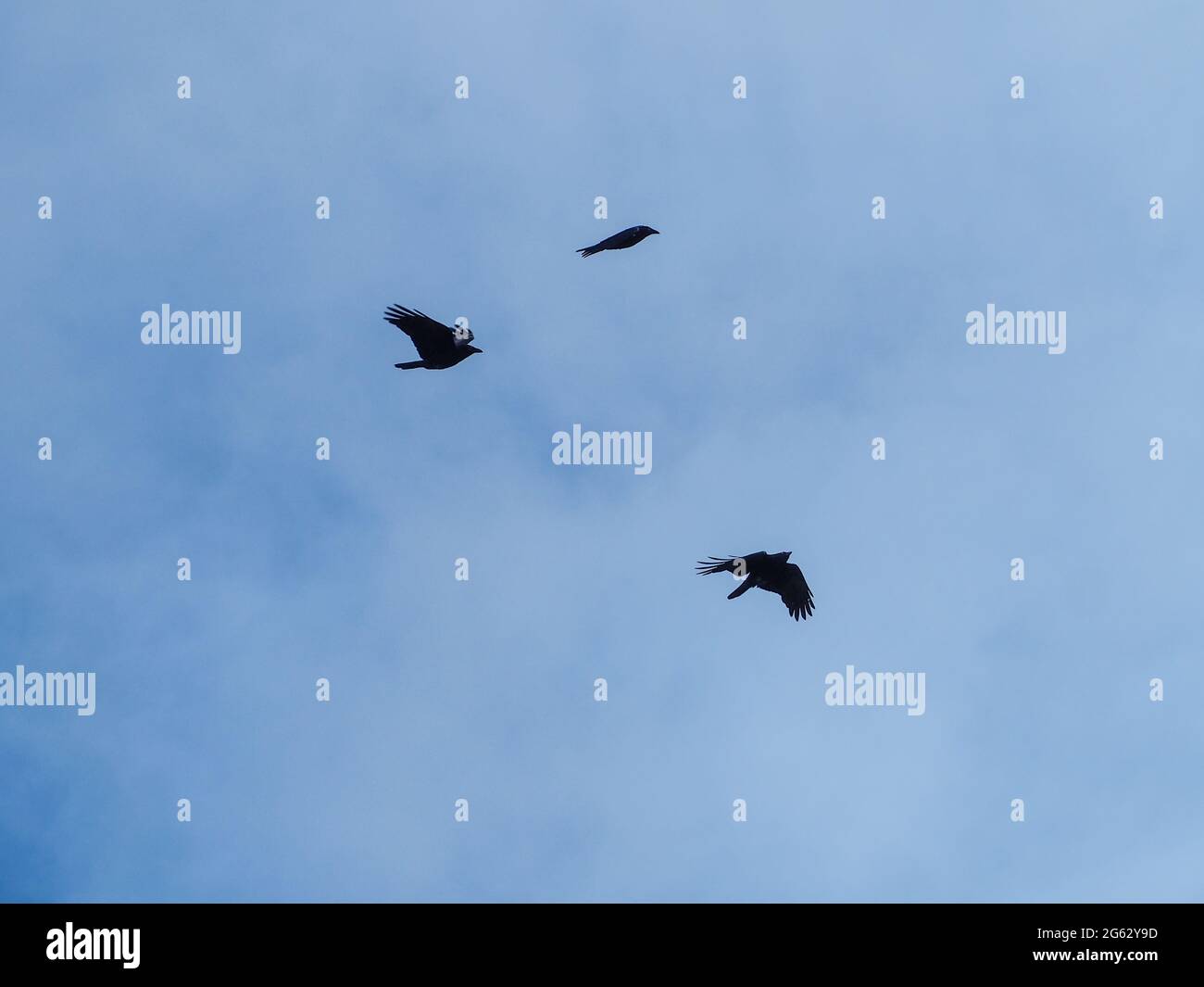Birds, a flock of Australian Ravens, a murder of crows, flying ...