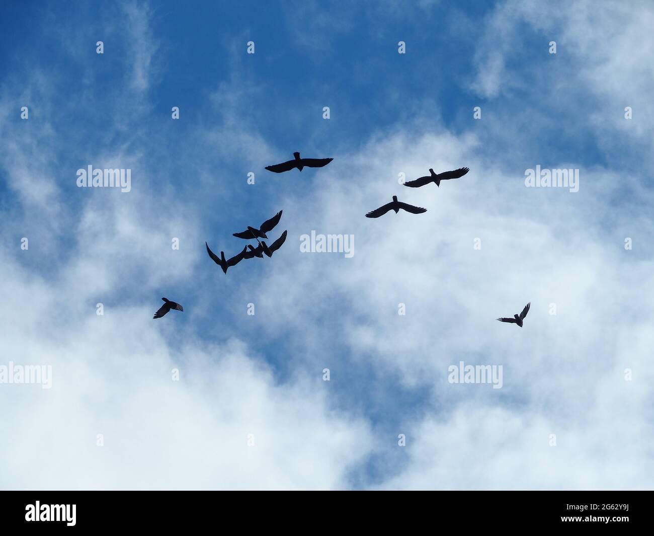 Birds, a flock of Australian Ravens, a murder of crows, flying silhouetted against a cloudy blue ...