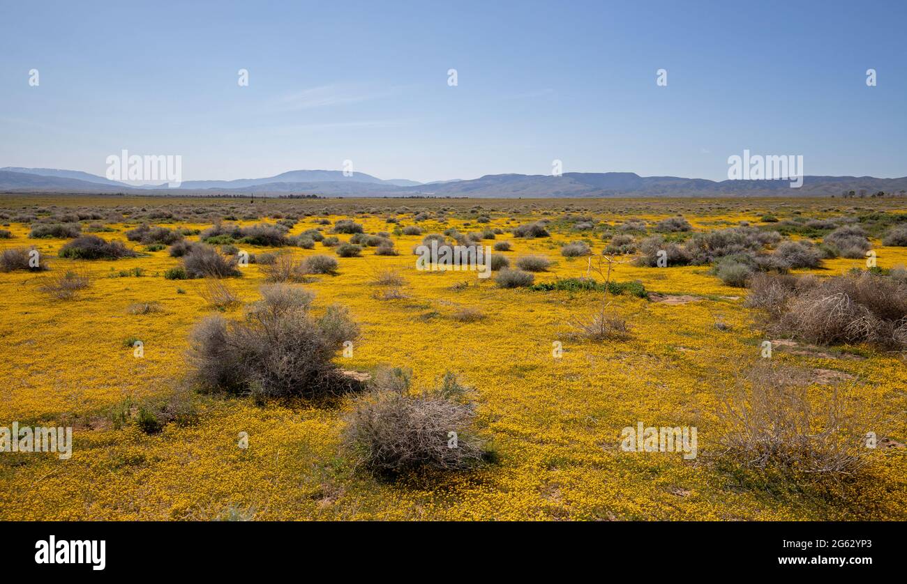 Tumbleweed field hi-res stock photography and images - Alamy