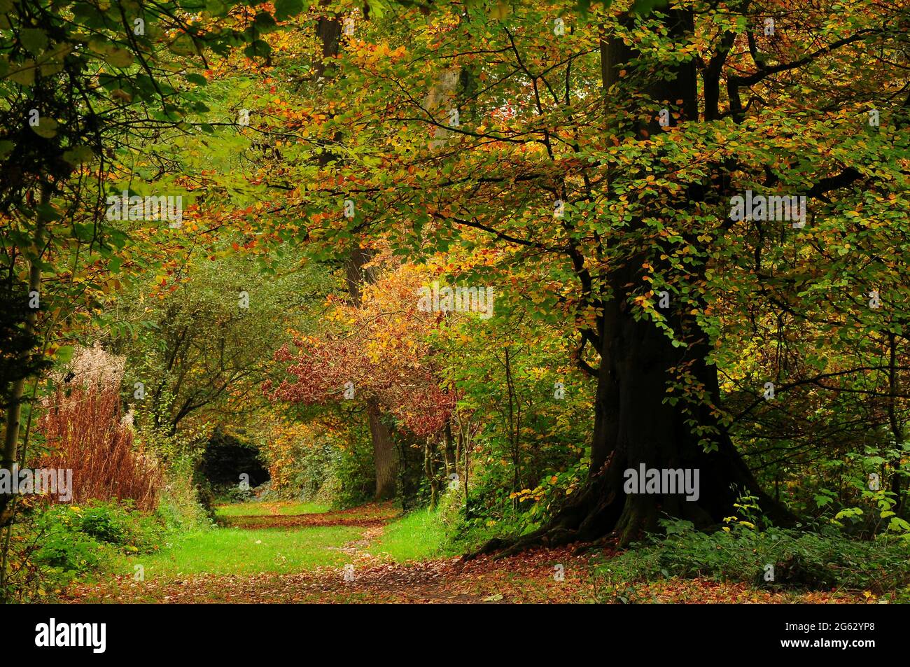Bulls wood hi-res stock photography and images - Alamy