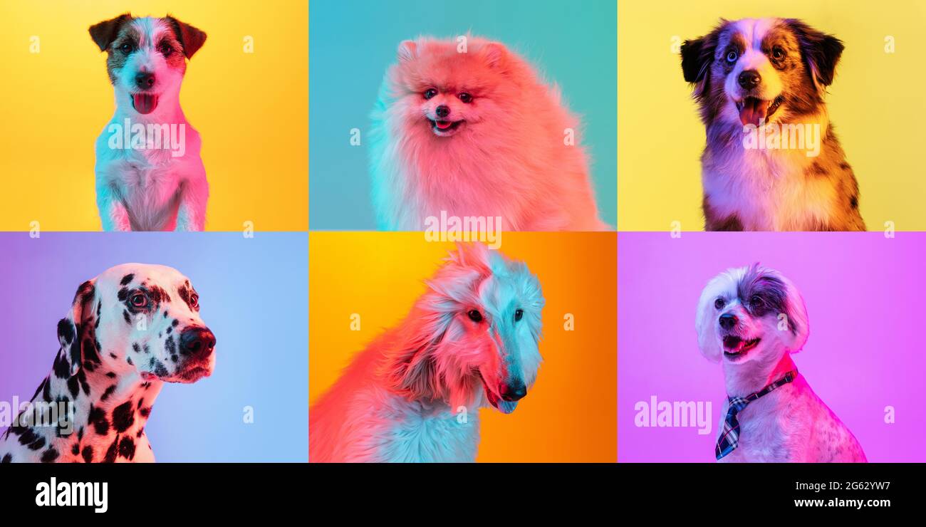 Art collage made of funny dogs different breeds on multicolored studio ...