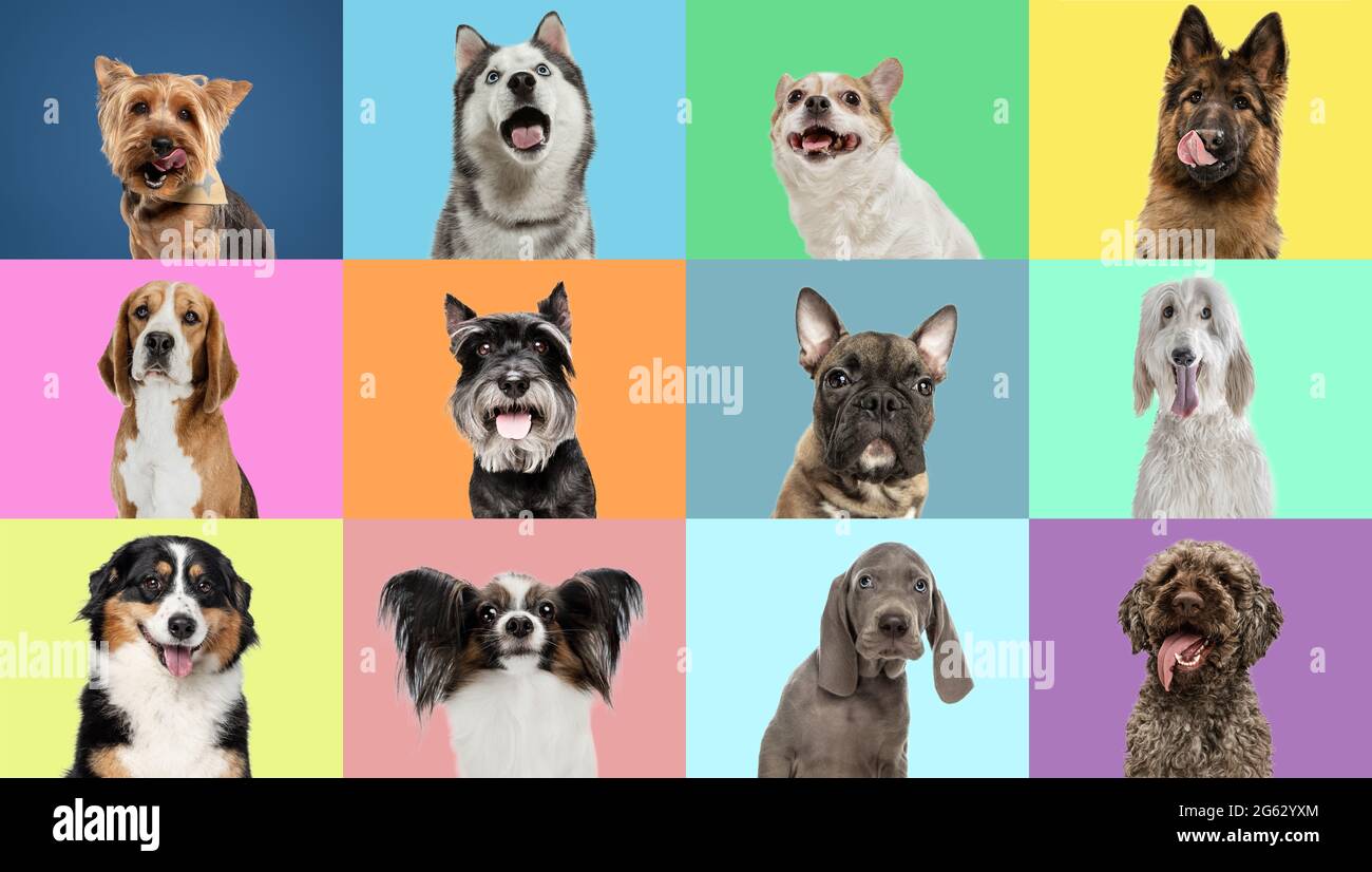 Collage made of funny cute dogs different breeds on multicolored studio ...