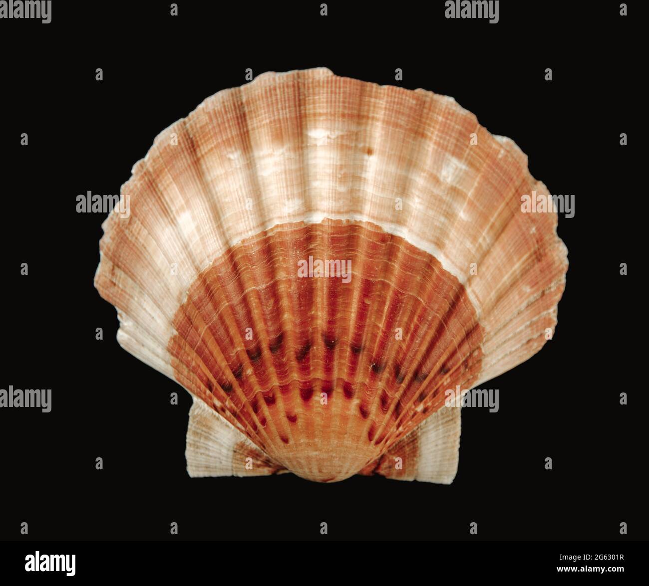 White scallop shell hi-res stock photography and images - Alamy