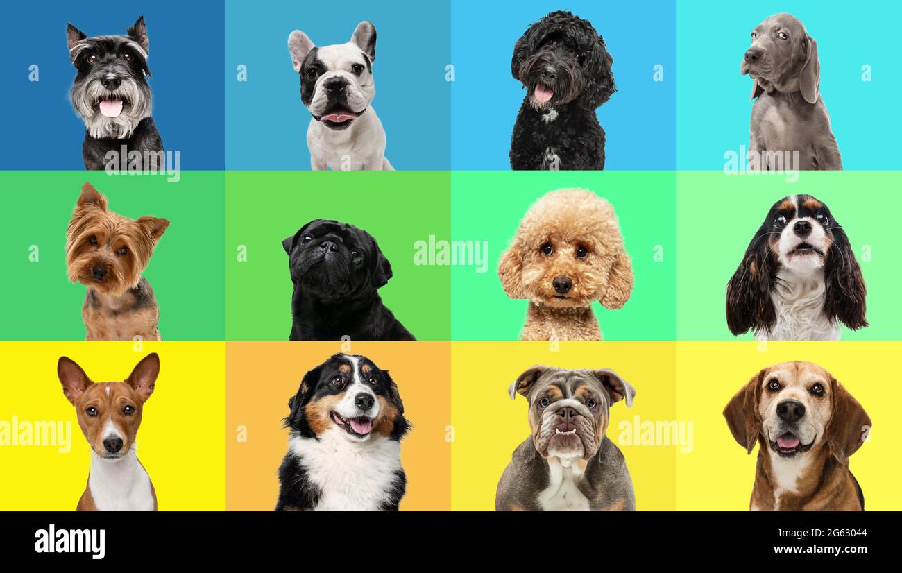 Collage made of funny cute dogs different breeds on multicolored studio ...