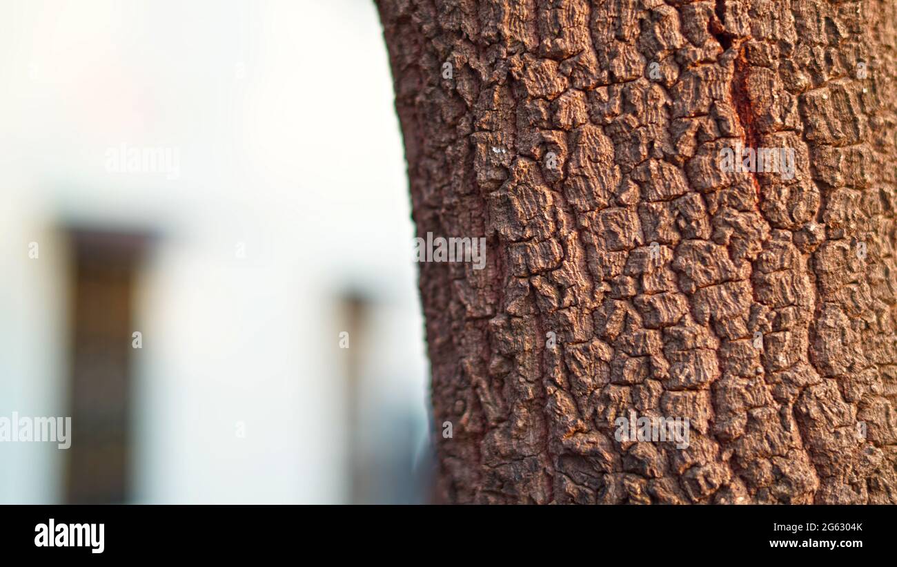 Timber skin hi-res stock photography and images - Alamy
