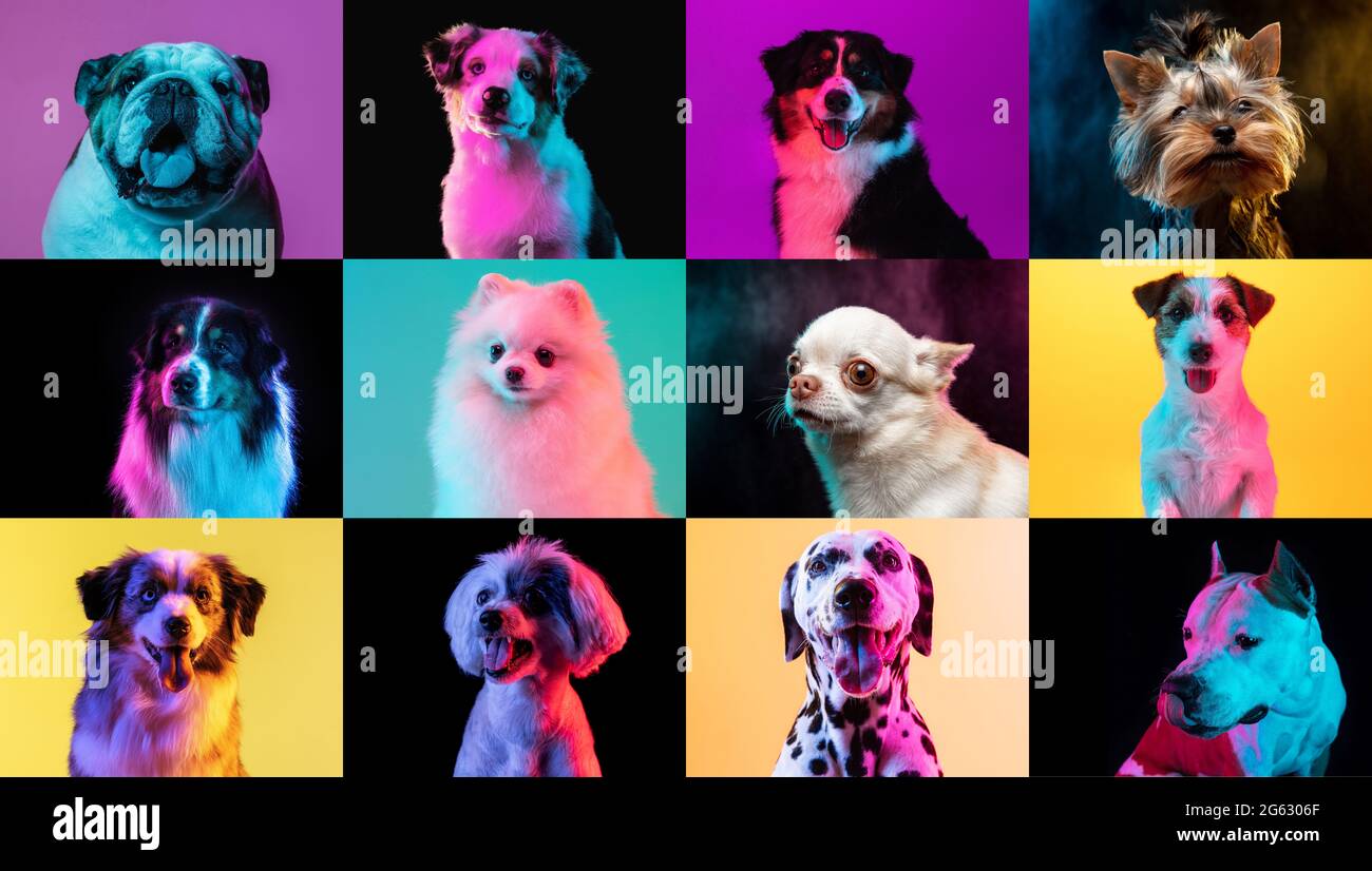 Big and small dogs. Collage made of funny dogs different breeds on ...