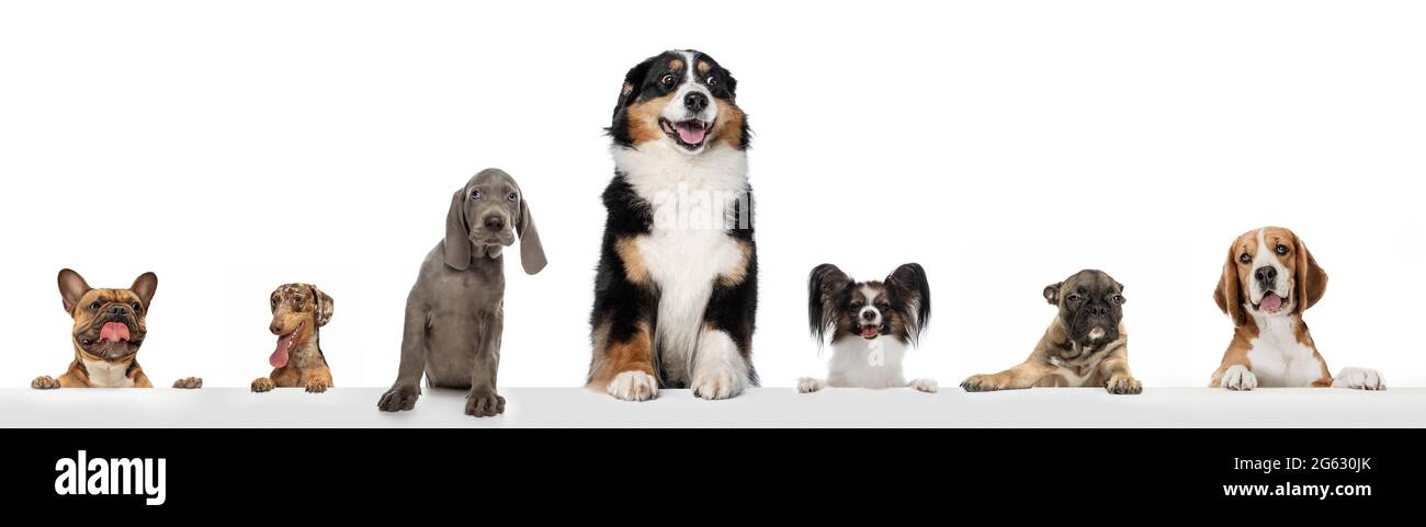 Art collage made of funny dogs different breeds posing isolated over white studio background ...