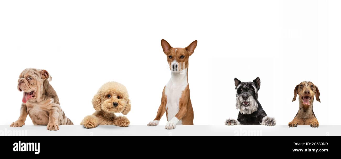 Art collage made of funny dogs different breeds posing isolated over white studio background ...