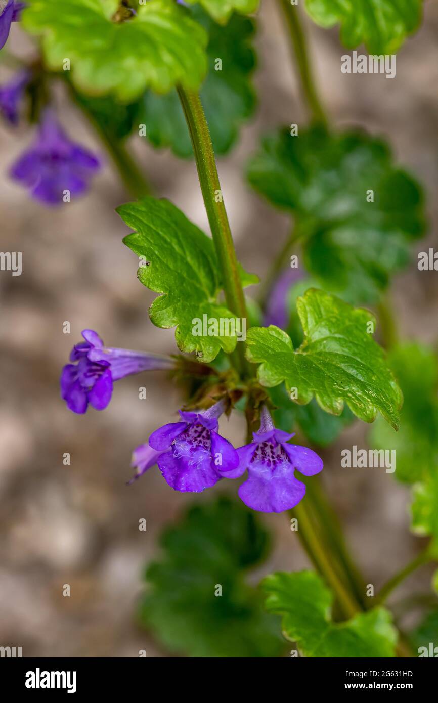 Glechoma lamiaceae hi-res stock photography and images - Alamy