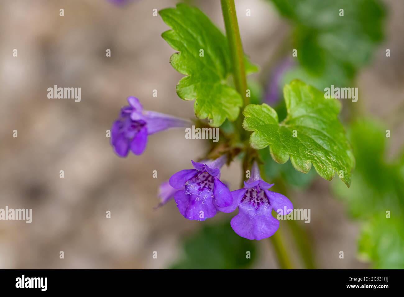 Glechoma lamiaceae hi-res stock photography and images - Alamy