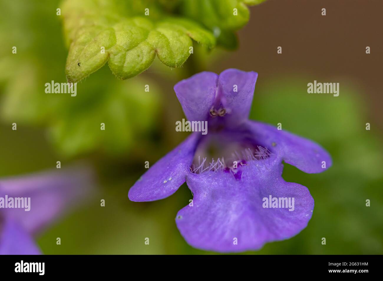 Glechoma lamiaceae hi-res stock photography and images - Alamy