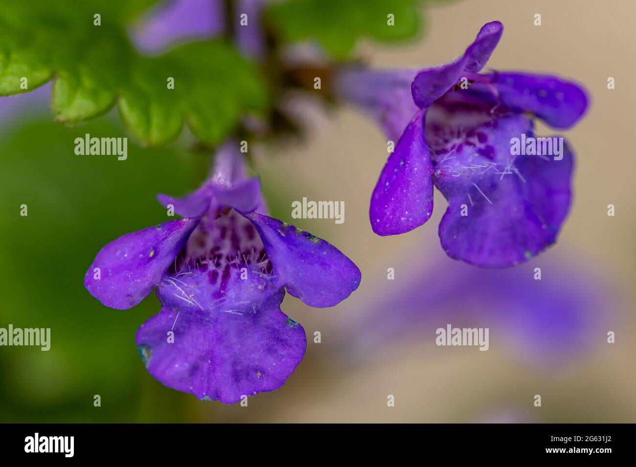 Glechoma lamiaceae hi-res stock photography and images - Alamy