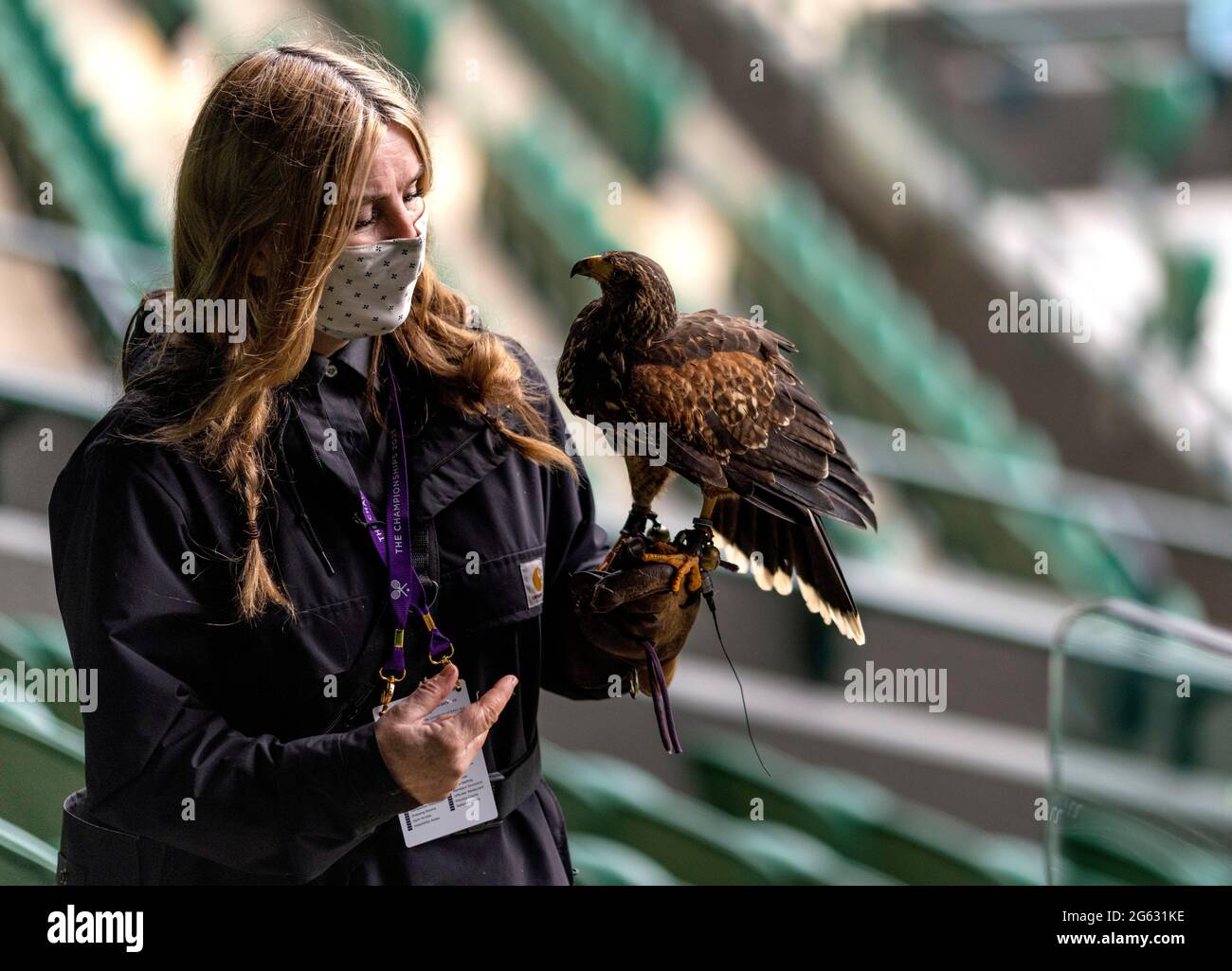 Hamish the Harris Hawk with handler Donna Davis on No.1 court on day ...